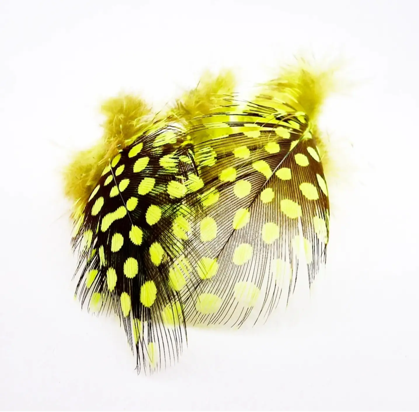 Guinea Fowl - Blue | Kindale Fly Fishing