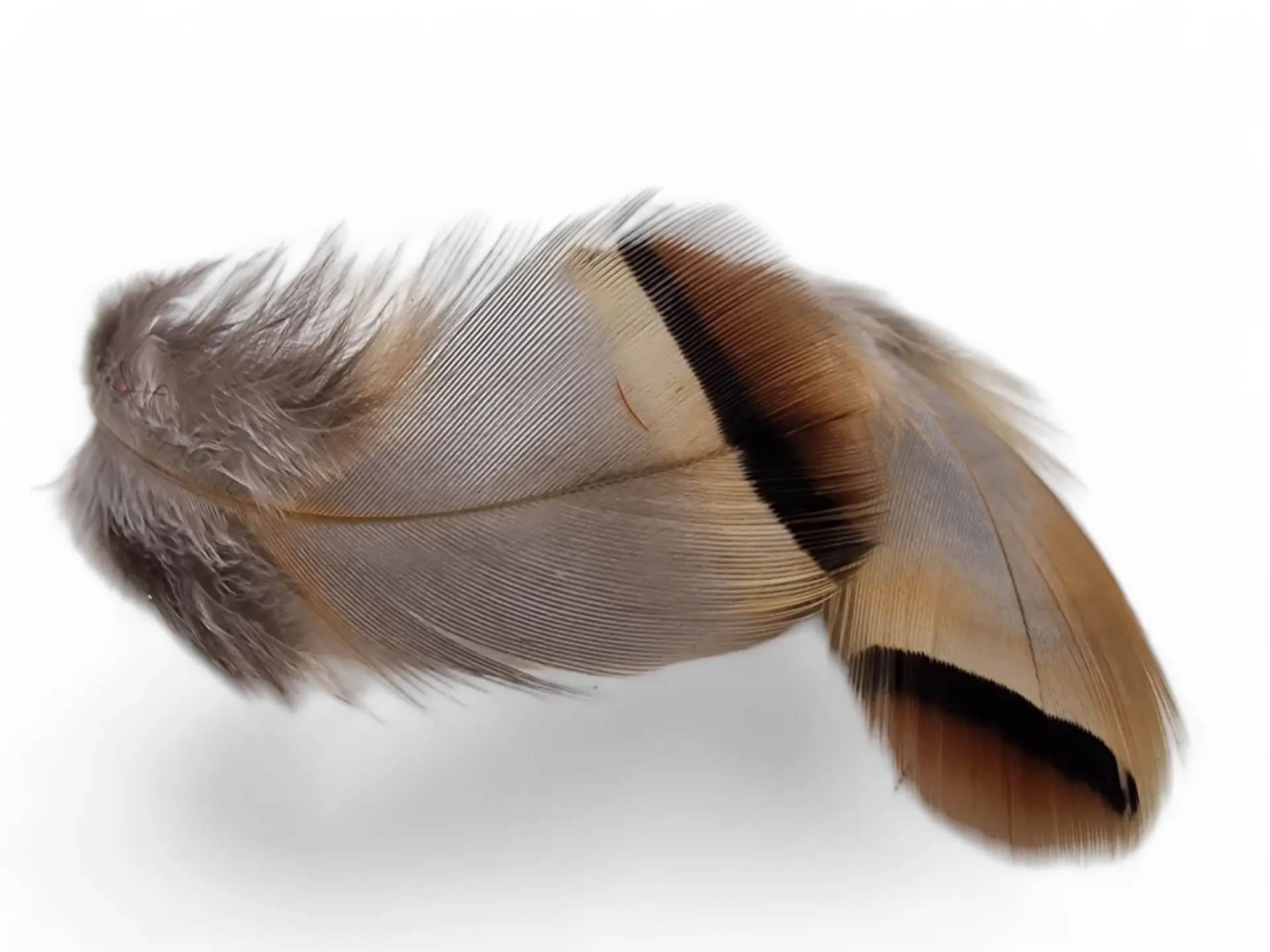 Veniard French Partridge - Brown | Kindale Fly Fishing