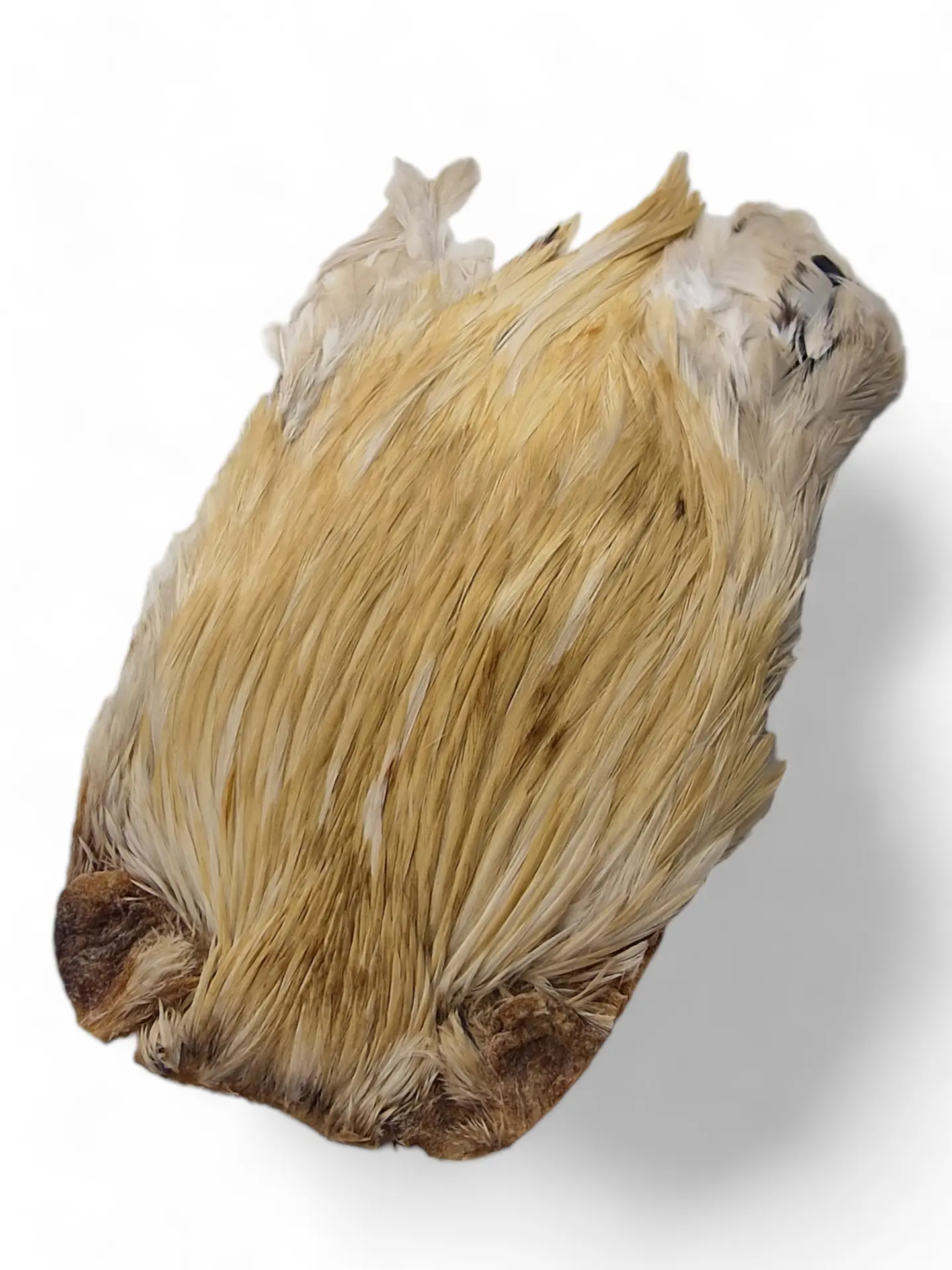 Veniard Indian Cock Capes | Kindale Fly Fishing